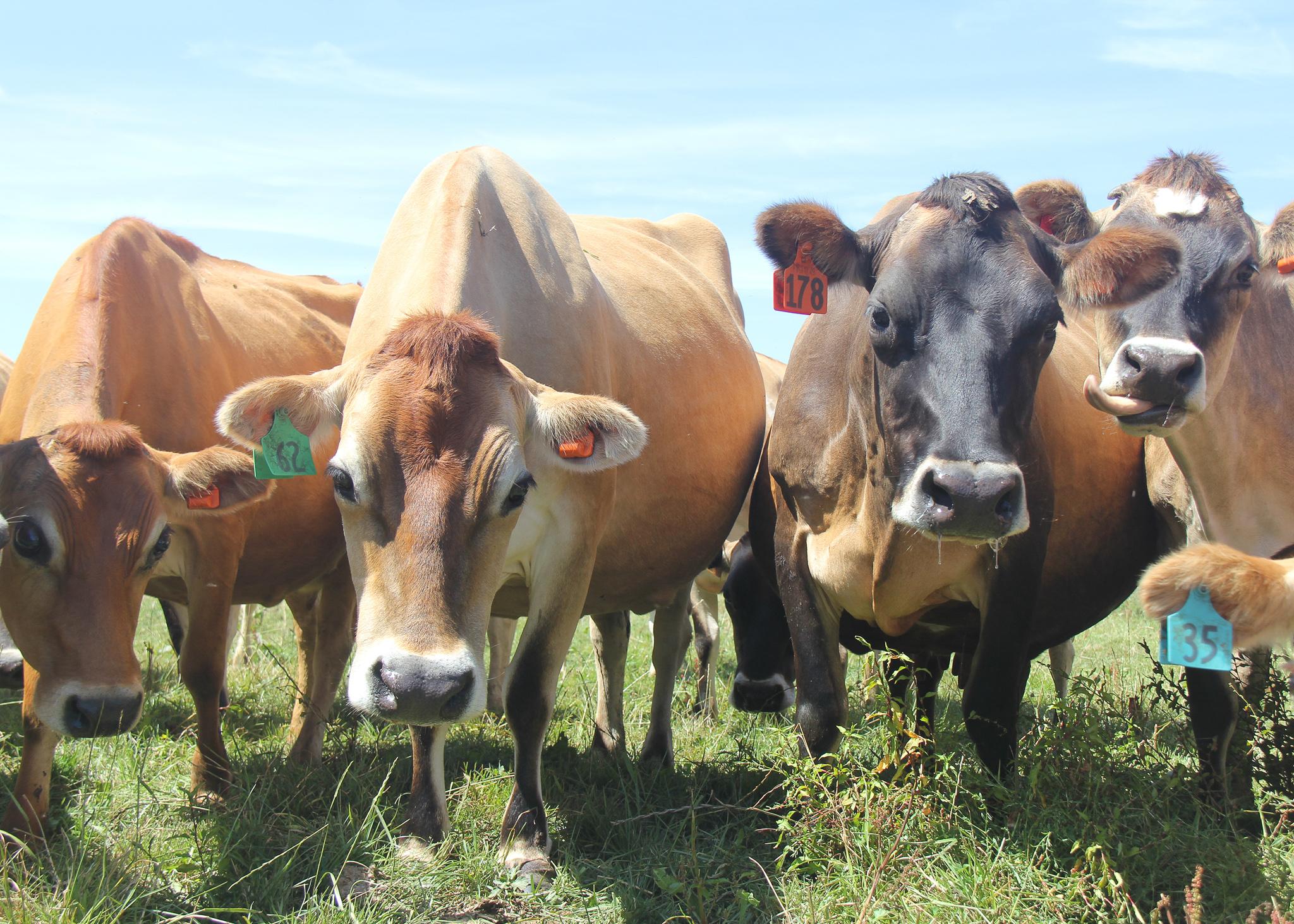 More from less cows | News from MilkMaP