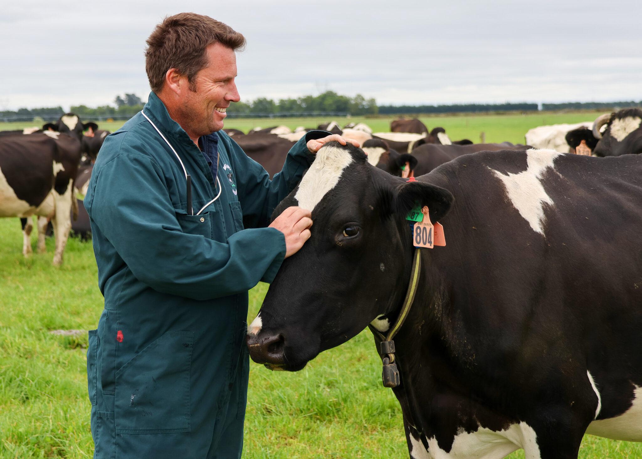 More milk from less cows works | News from MilkMaP